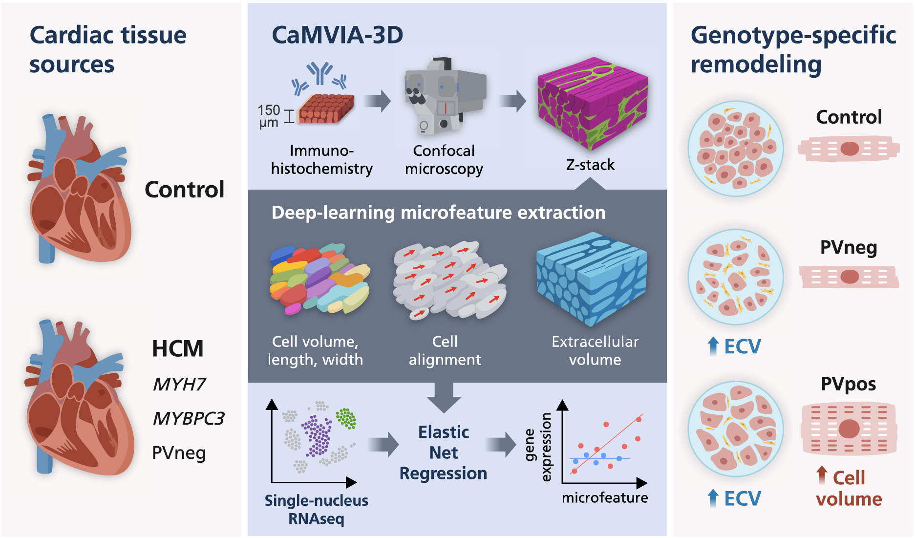 CureHeart researchers map the cells of the HCM heart in unprecedented ...